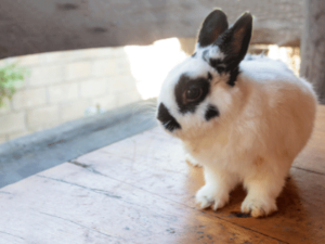 10 Most Expensive Rabbit Breeds (with Images) | Whyrabbits.Com