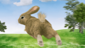 Rabbit Running Around Really Fast - What it Means? | Whyrabbits.Com