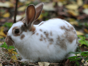 8 Rare Breeds of Rabbit (with Images) | Whyrabbits.Com