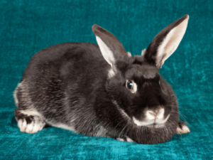 8 Rare Breeds of Rabbit (with Images) | Whyrabbits.Com