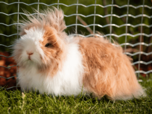 8 Rare Breeds of Rabbit (with Images) | Whyrabbits.Com