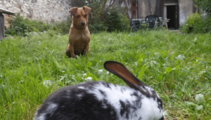 Why Do Dogs Eat Rabbit Poop? The Good and Bad of It!