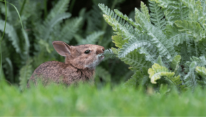 Are Rabbits Herbivores or Carnivores? | Whyrabbits.Com