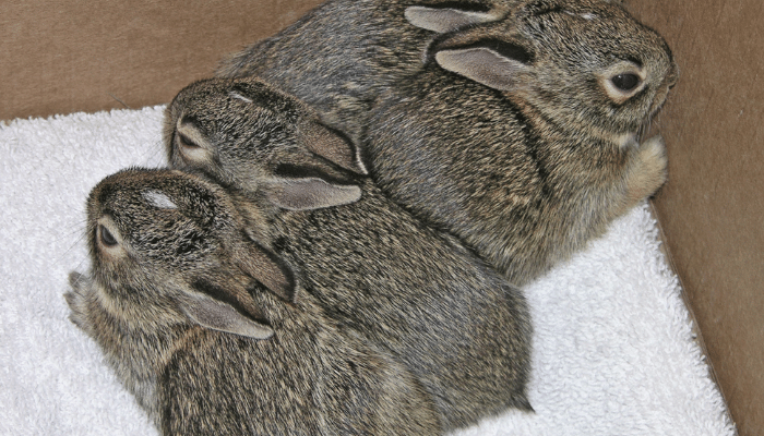 How Many Litters Can A Rabbit Have In A Year Whyrabbits Com