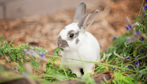 What to Do If a Rabbit Eats Poisonous Plants or Toxins?
