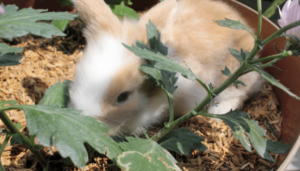 15 Garden Flowers That Rabbits Won’t Eat | Whyrabbits.Com