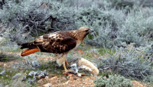 25 Rabbit Predators (Animals that eat rabbits)