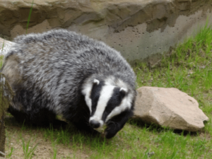 25 Rabbit Predators (Animals that eat rabbits)