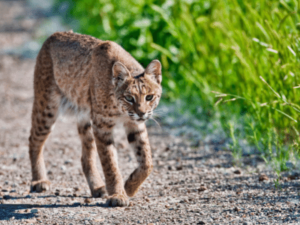 25 Rabbit Predators (Animals that eat rabbits)
