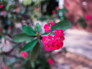 15 Garden Flowers That Rabbits Won’t Eat | Whyrabbits.Com