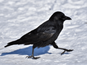 25 Rabbit Predators (Animals that eat rabbits) | Whyrabbits.Com