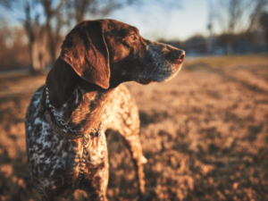 25 Rabbit Predators (Animals that eat rabbits)