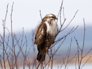 25 Rabbit Predators (Animals that eat rabbits)