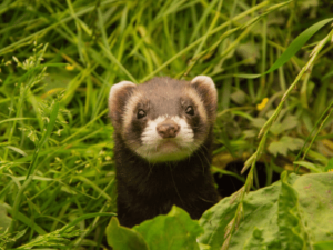 25 Rabbit Predators (Animals that eat rabbits) | Whyrabbits.Com