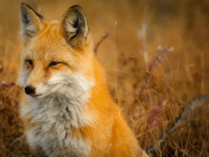 25 Rabbit Predators (Animals that eat rabbits)