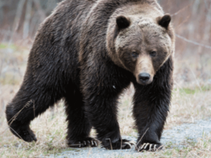 25 Rabbit Predators (Animals that eat rabbits)