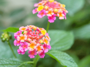 15 Garden Flowers That Rabbits Won’t Eat | Whyrabbits.Com