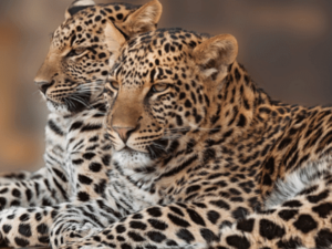 25 Rabbit Predators (Animals that eat rabbits) | Whyrabbits.Com