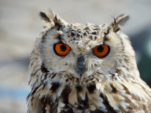 25 Rabbit Predators (Animals that eat rabbits)