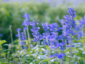 15 Garden Flowers That Rabbits Won’t Eat | Whyrabbits.Com