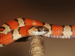 25 Rabbit Predators (Animals that eat rabbits) | Whyrabbits.Com