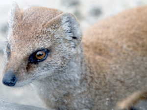 25 Rabbit Predators (Animals that eat rabbits)