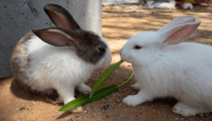 Why Is My Pet Rabbit So Aggressive? | Whyrabbits.Com