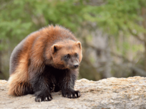 25 Rabbit Predators (Animals that eat rabbits)