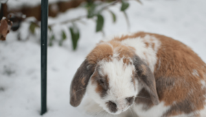 Can Rabbits Freeze to Death? | Whyrabbits.Com