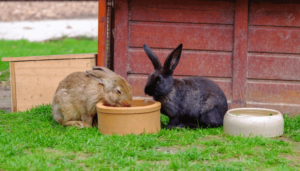 Can a Rabbit Drink Out of a Bowl? | Whyrabbits.Com
