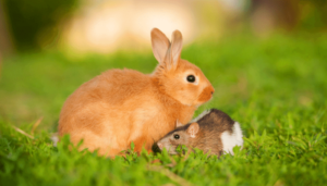 Do Pet Rabbits Attract Mice / Rats? | Whyrabbits.Com