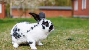 Do Rabbits Have Belly Buttons?