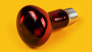 Do Rabbits Need a Heat Lamp?