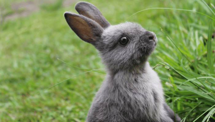 How Many Bones Does A Rabbit Have Whyrabbits Com