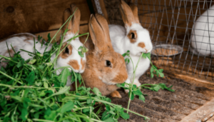 How to Clean Rabbit Cage? The Right Way!