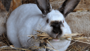 How to Induce Labor in Rabbits?