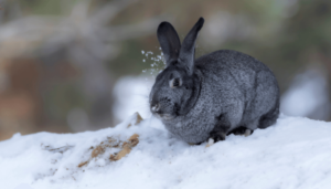 6 Ways to Keep Rabbit’s Water from Freezing | Whyrabbits.Com