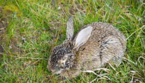 20 Signs Your Rabbit May Be Dying | Whyrabbits.Com