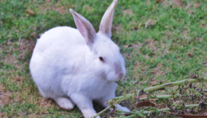11 Natural Rabbit Repellents for Garden (that work)