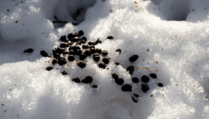 Why Is My Rabbit’s Poop Soft?