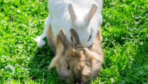 How To Tell If Rabbit Mating Is Successful?