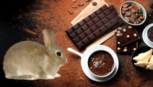 What Happens If Rabbits Eat Chocolate?