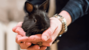 What If A Rabbit Scratches You? | Whyrabbits.Com