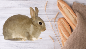 Can Rabbits Eat Bread? | Whyrabbits.Com