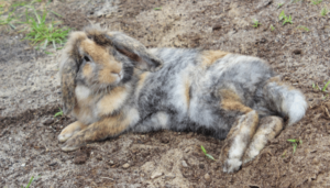 What Happens When a Rabbit Has a Heart Attack? | Whyrabbits.Com
