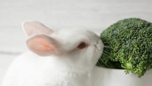 Can Rabbits Eat Broccoli?