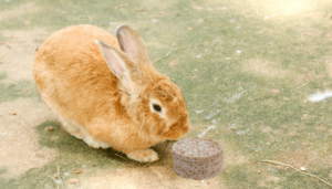 Can Rabbits Eat Rice Cakes?