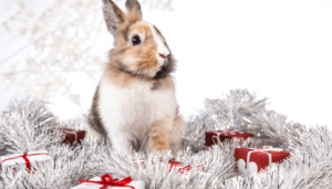What Happens if Rabbit Eats Plastic?