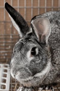 49 Rabbit Breeds (with Images) - All You Need to Know!