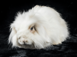 49 Rabbit Breeds (with Images) - All You Need to Know!